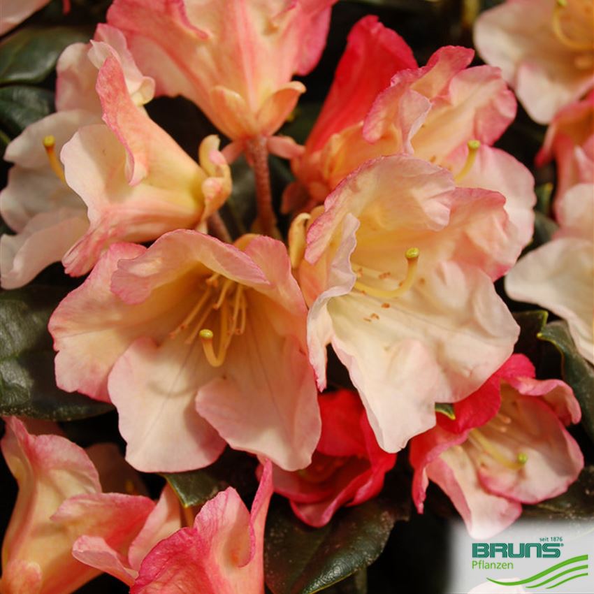 Rhododendron 'Aureolin' von Bruns Pflanzen
