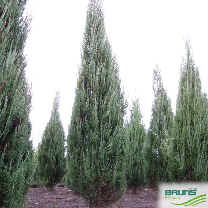 Juniperus scopulorum 'Blue Arrow' von Bruns Pflanzen