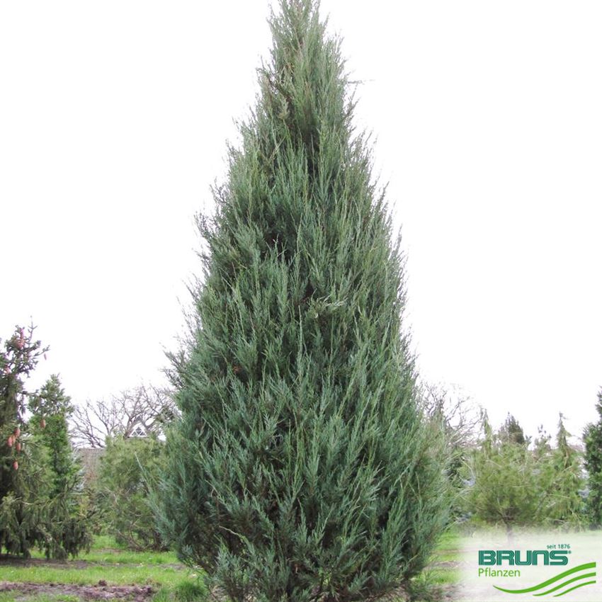 Juniperus scopulorum 'Blue Arrow' von Bruns Pflanzen