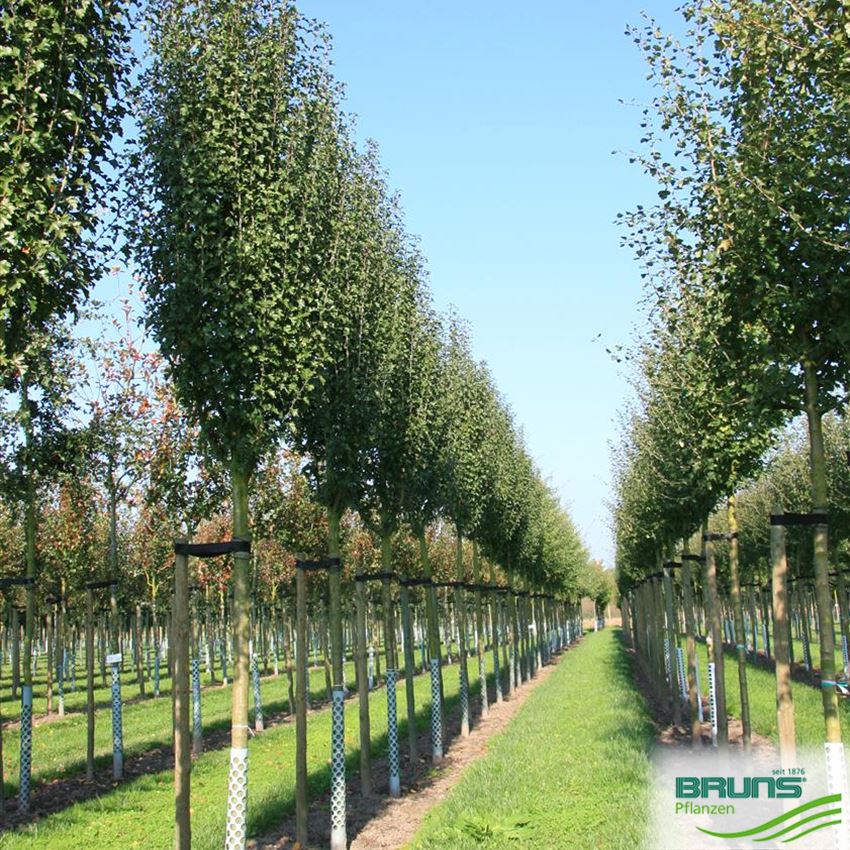 Crataegus monogyna 'Stricta' von Bruns Pflanzen