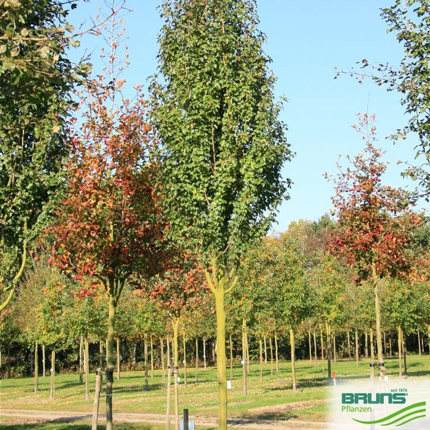 Crataegus monogyna 'Stricta' von Bruns Pflanzen