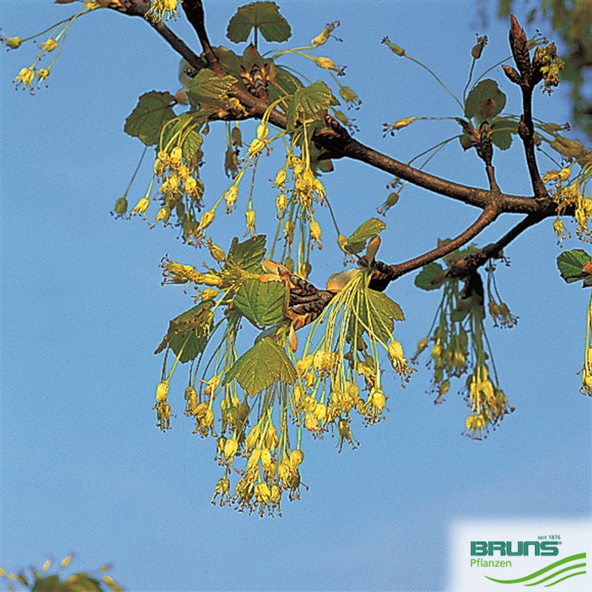 Acer opalus, Italian maple von Bruns Pflanzen