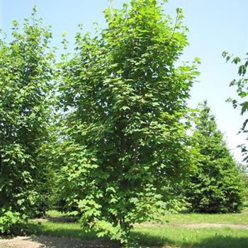 Acer pseudoplatanus, érable sycomore, faux platane von Bruns Pflanzen