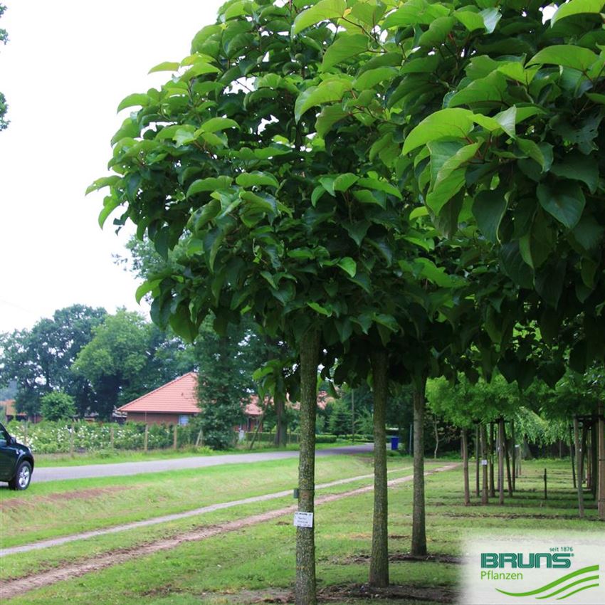 Populus lasiocarpa, Chinese necklace poplar von Bruns Pflanzen