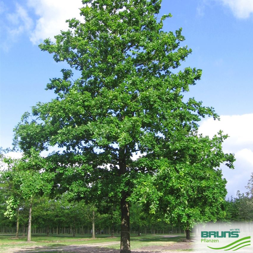Quercus robur, chêne pédonculé von Bruns Pflanzen