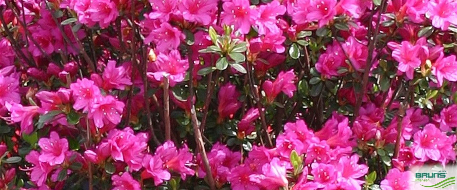 Jap. Azalea kl.bl. 'Obtusum Amoena' von Bruns Pflanzen