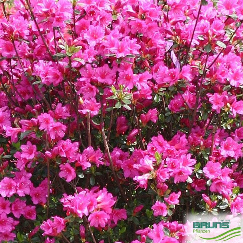 Jap. Azalea kl.bl. 'Obtusum Amoena' von Bruns Pflanzen