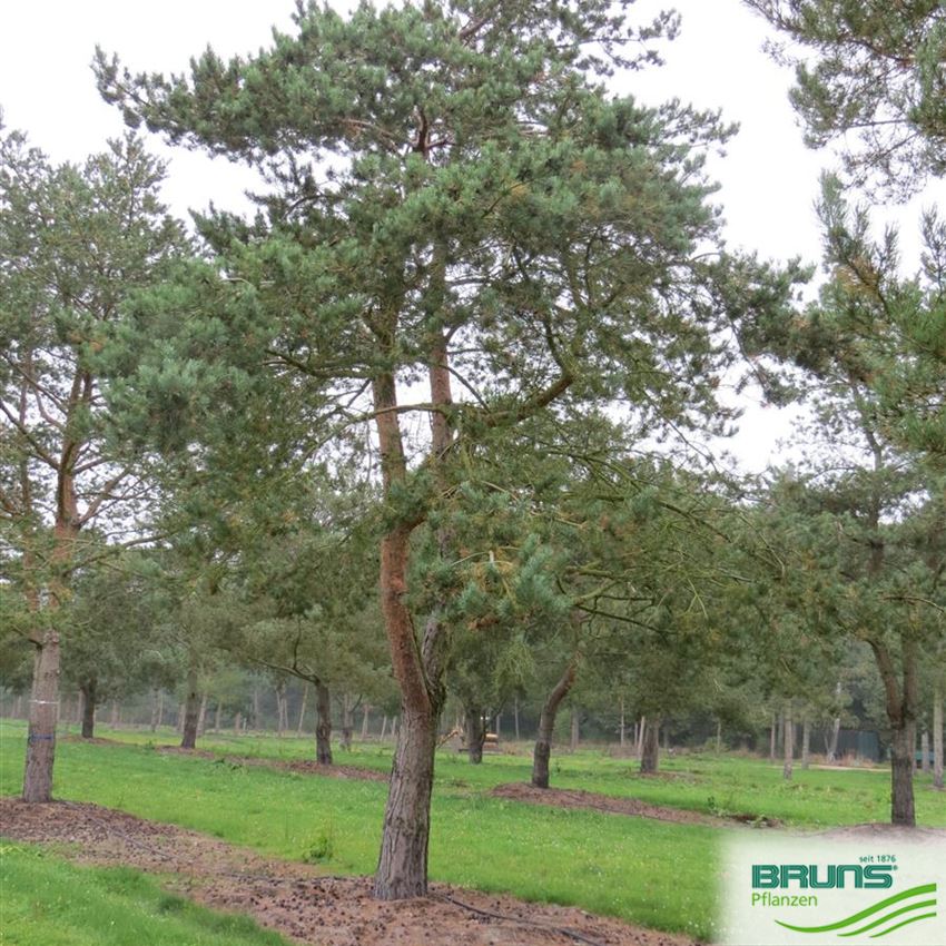 Pinus sylvestris, Gewöhnliche Kiefer, Wald-Kiefer, Föhre von Bruns Pflanzen