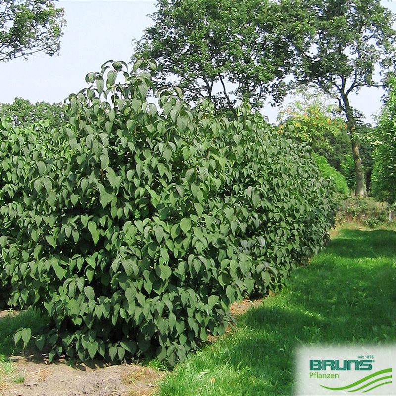 Davidia involucrata var. vilmoriniana, Taschentuchbaum ...