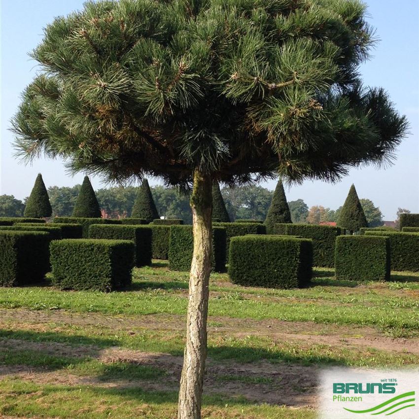 Pinus sylvestris, Gewöhnliche Kiefer, Wald-Kiefer, Föhre von Bruns Pflanzen