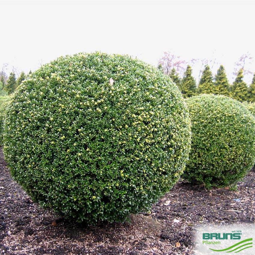 Ilex Crenata Glory Gem