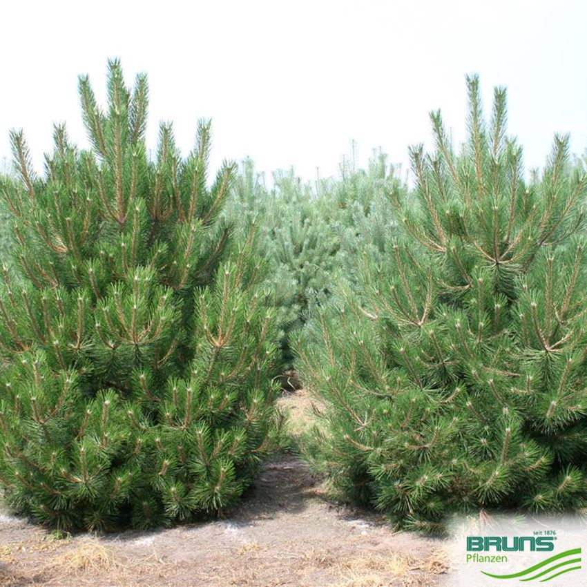 Pinus sylvestris, Gewöhnliche Kiefer, Wald-Kiefer, Föhre von Bruns Pflanzen