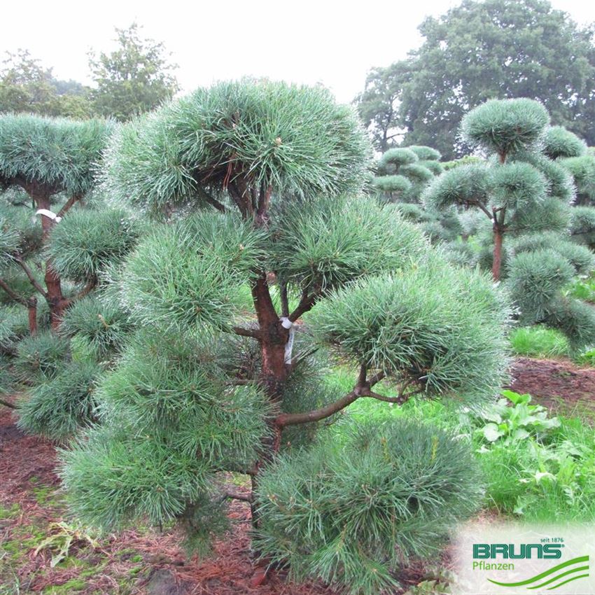 Pinus sylvestris, Gewöhnliche Kiefer, Wald-Kiefer, Föhre von Bruns Pflanzen