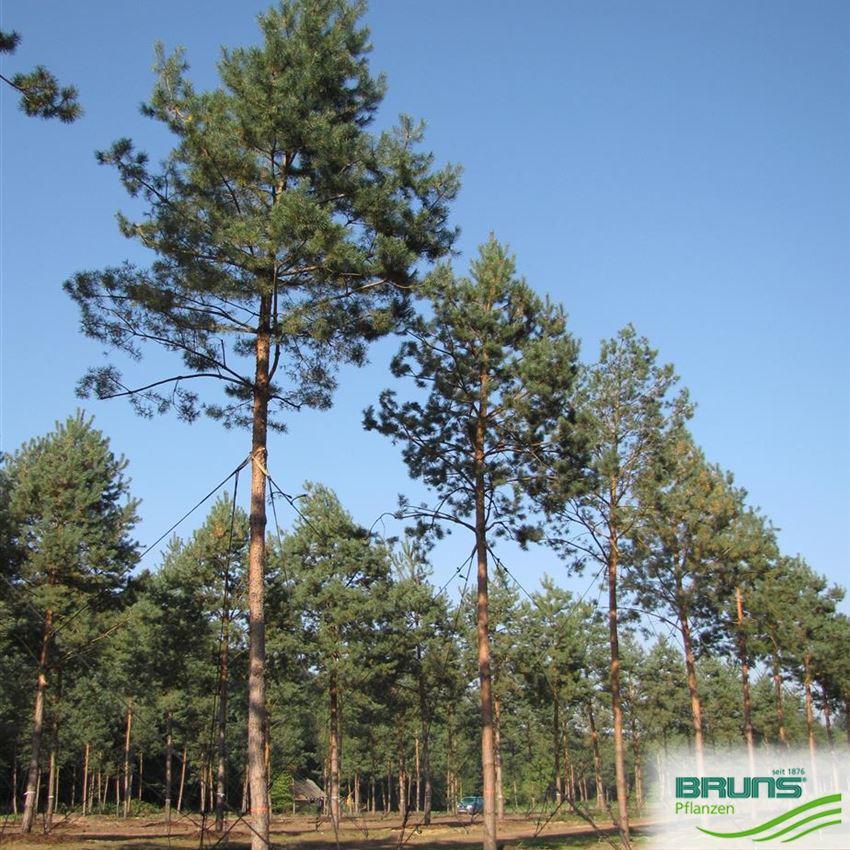 Pinus sylvestris, Gewöhnliche Kiefer, Wald-Kiefer, Föhre von Bruns Pflanzen
