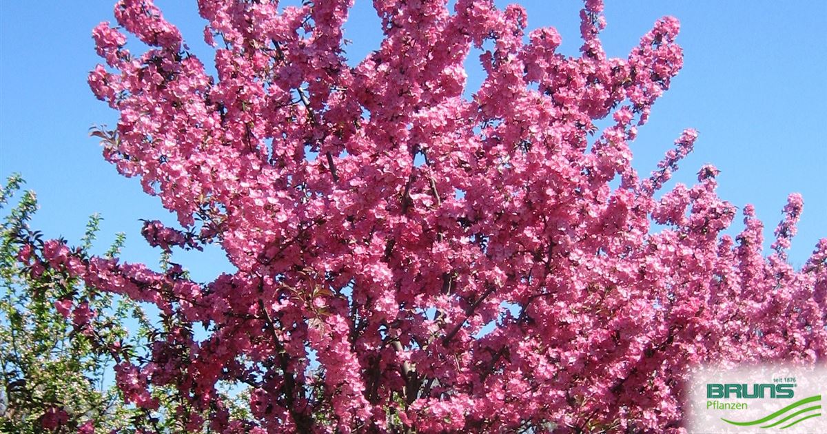 Malus 'Cardinal' von Bruns Pflanzen