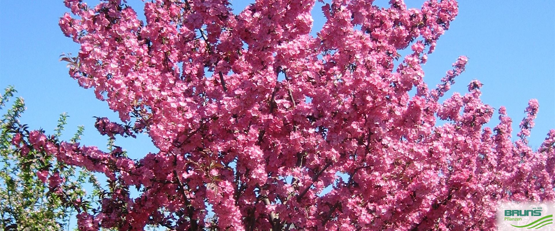 Malus 'Cardinal' von Bruns Pflanzen