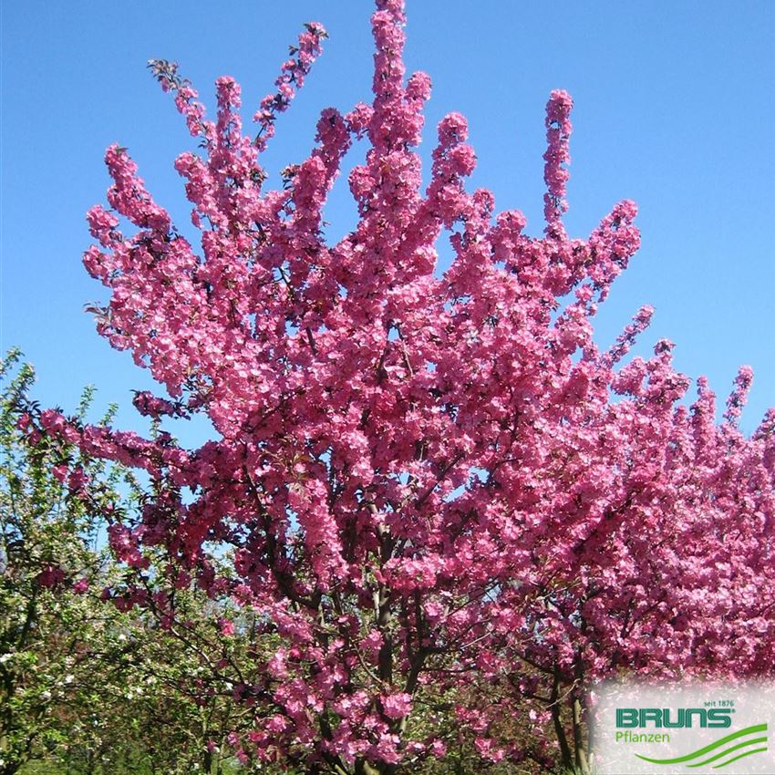 Malus 'Cardinal' von Bruns Pflanzen