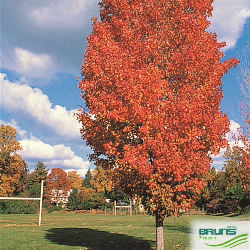 Acer rubrum 'Scanlon' von Bruns Pflanzen
