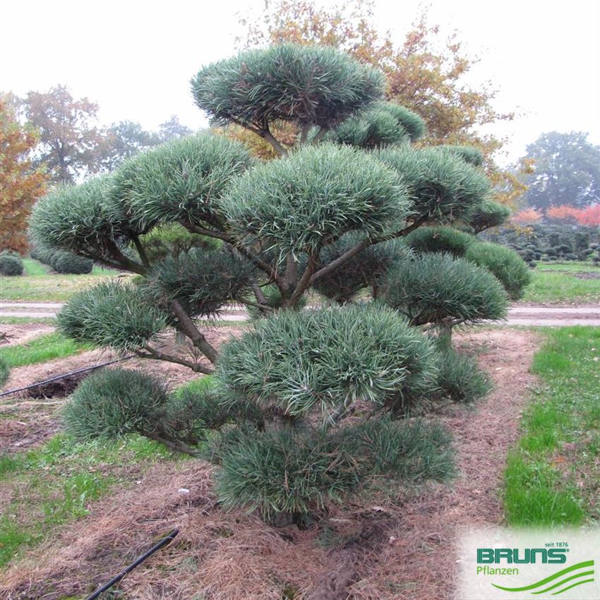 Pinus sylvestris, Gewöhnliche Kiefer, Wald-Kiefer, Föhre von Bruns Pflanzen