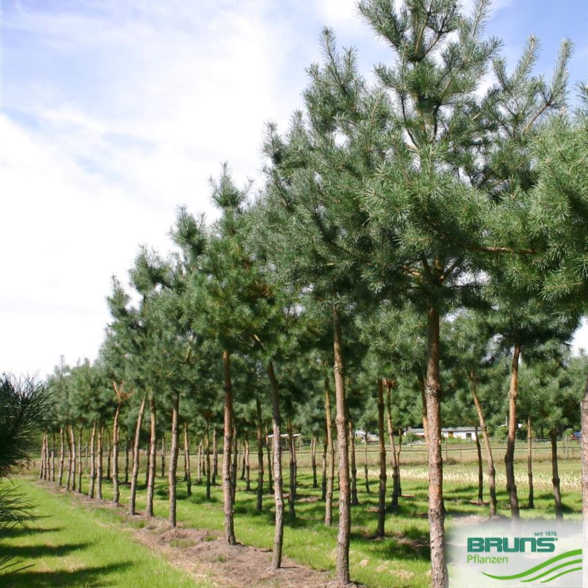 Pinus sylvestris, Gewöhnliche Kiefer, Wald-Kiefer, Föhre von Bruns Pflanzen