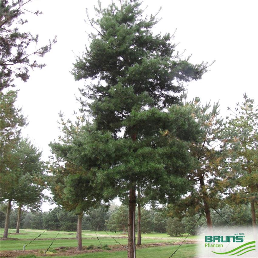Pinus sylvestris, Gewöhnliche Kiefer, Wald-Kiefer, Föhre von Bruns Pflanzen