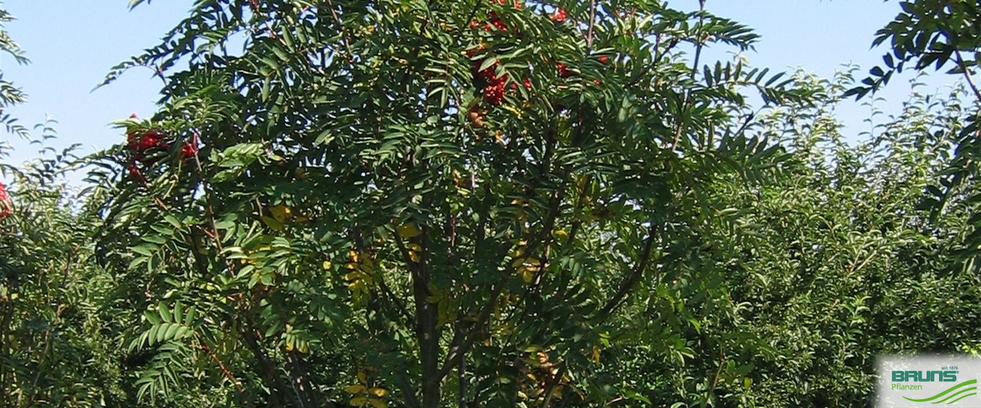 Sorbus decora, Showy mountain ash von Bruns Pflanzen