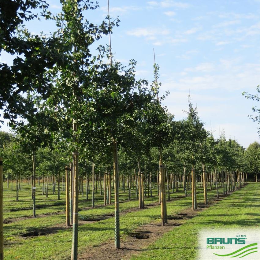 Ginkgo biloba 'Fastigiata' von Bruns Pflanzen
