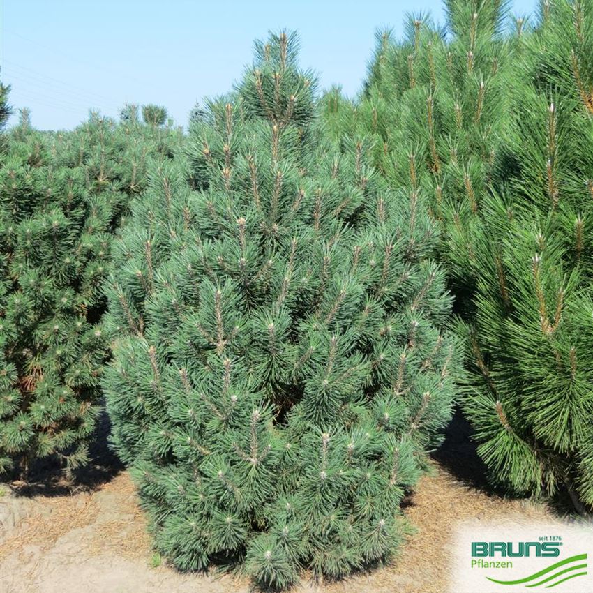 Pinus mugo 'Columnaris' von Bruns Pflanzen