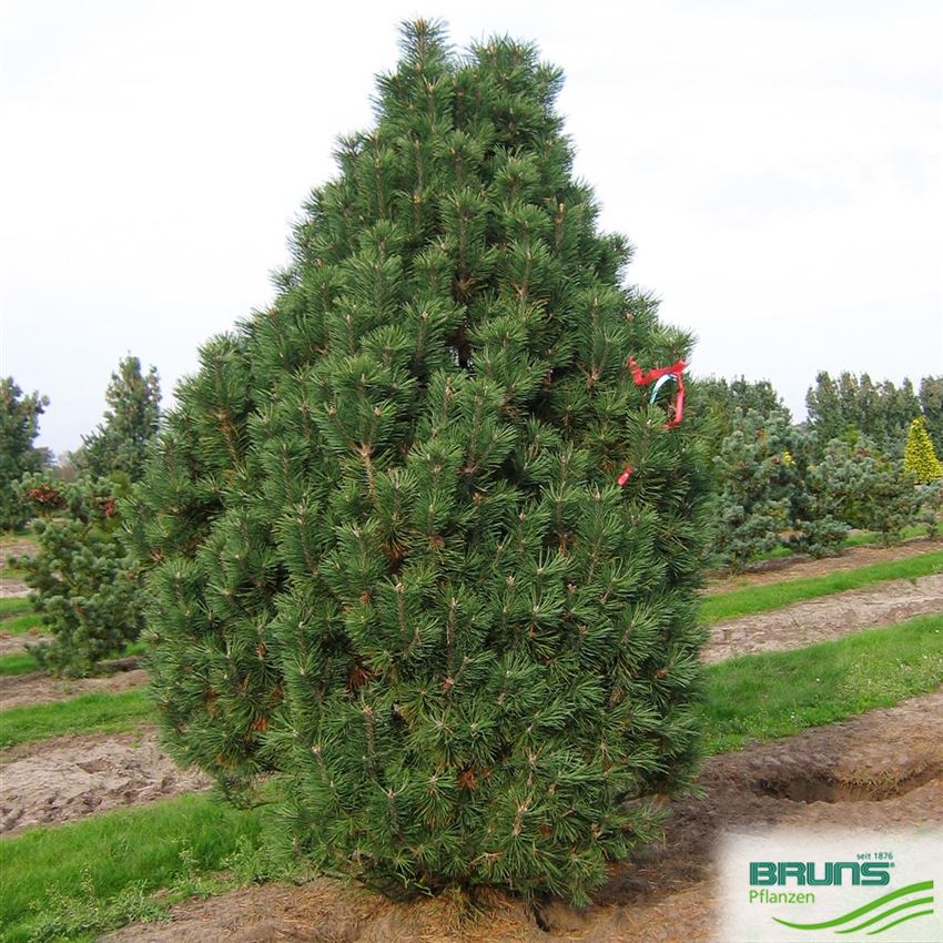 Pinus mugo 'Columnaris' von Bruns Pflanzen