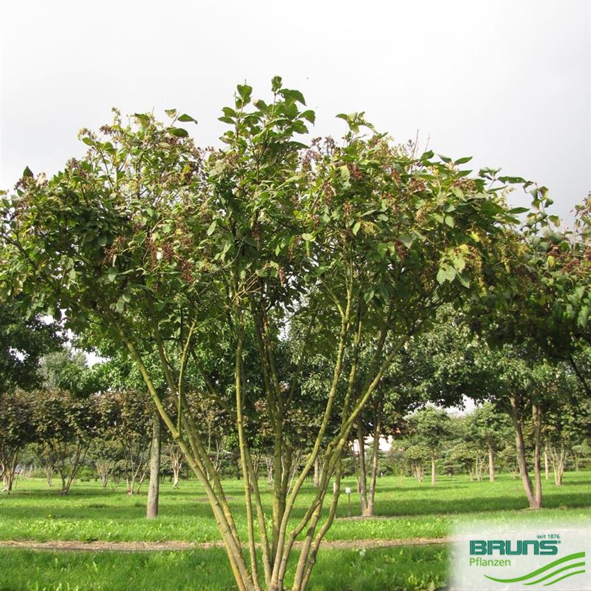 Syringa reflexa von Bruns Pflanzen