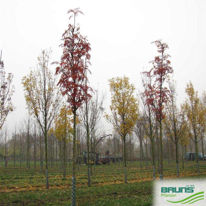 Sorbus aucuparia 'Autumn Spire' (R) von Bruns Pflanzen
