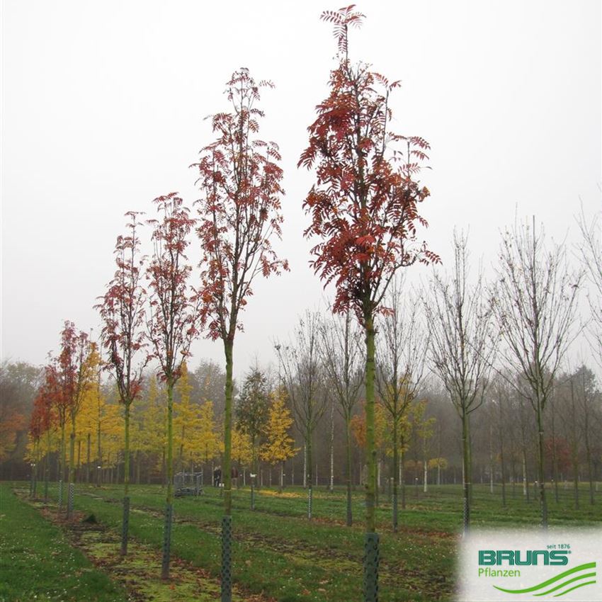 Sorbus aucuparia 'Autumn Spire' (R) von Bruns Pflanzen