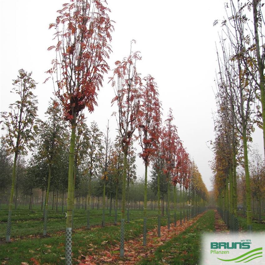 Sorbus aucuparia 'Autumn Spire' (R) von Bruns Pflanzen