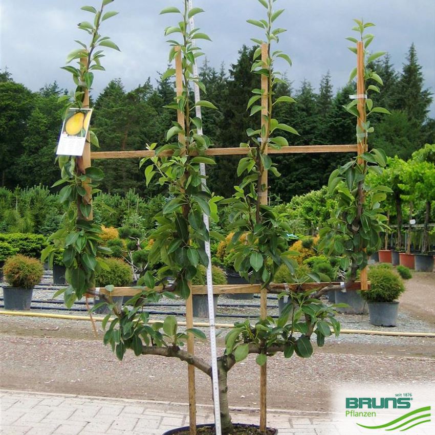Pyrus communis in Sorten (Birnen Fruchtsorten) von Bruns Pflanzen