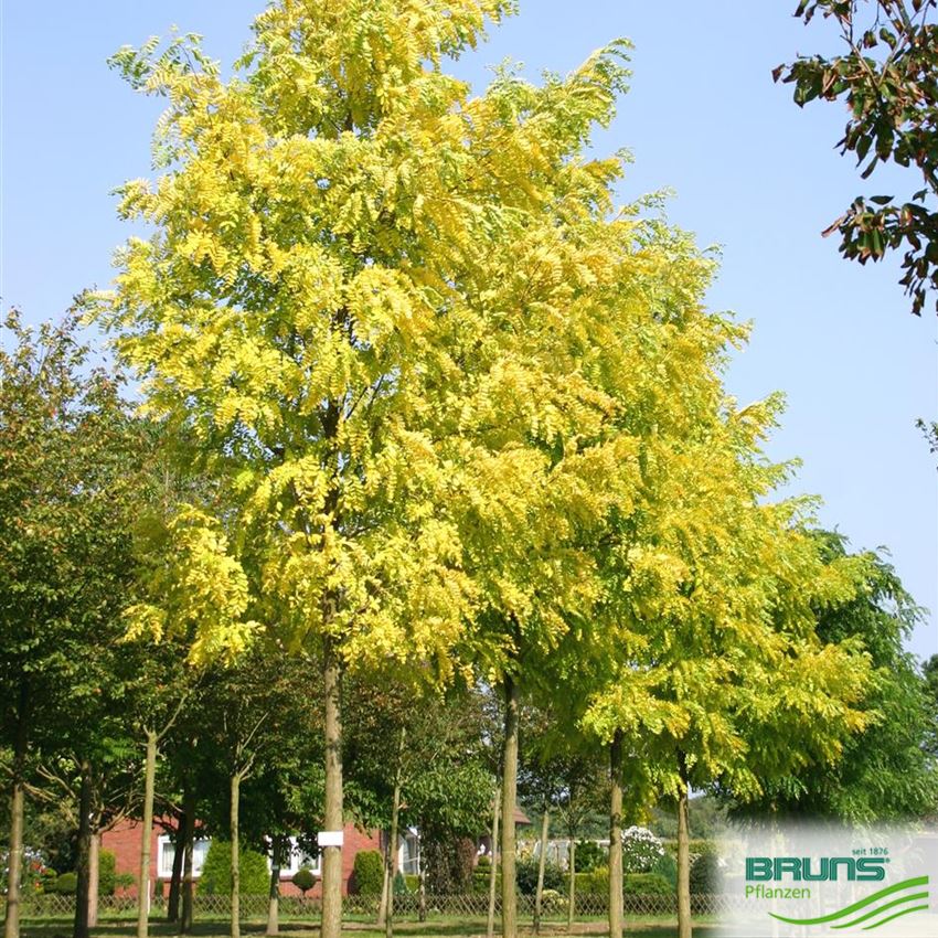 Robinia pseudoacacia 'Frisia', Gold-Robinie von Bruns Pflanzen
