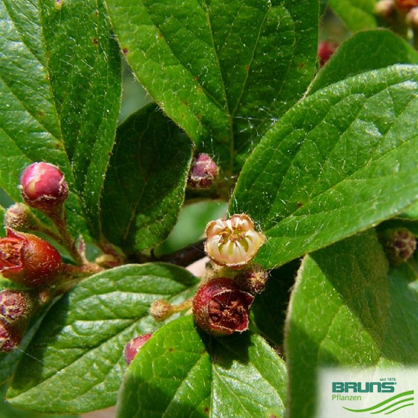 Cotoneaster acutifolius von Bruns Pflanzen