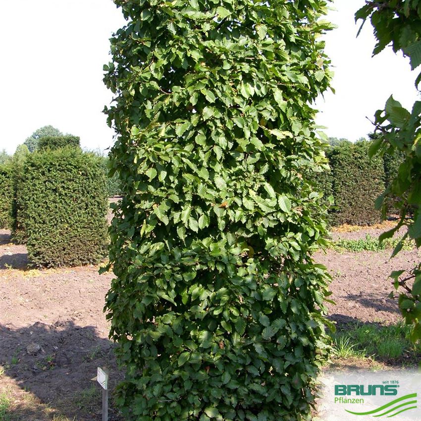 Carpinus betulus, Common hornbeam von Bruns Pflanzen