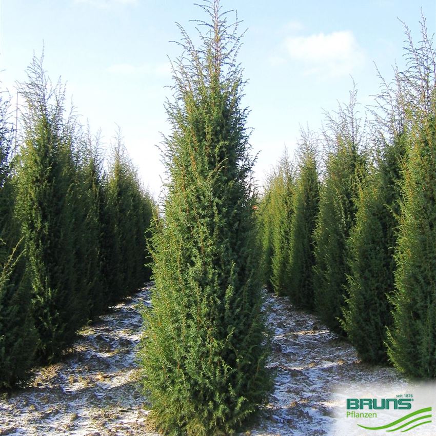 Juniperus communis 'Suecica', Swedish juniper von Bruns Pflanzen