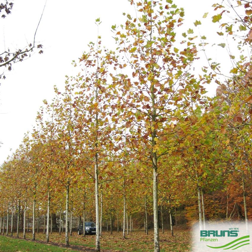 Platanus acerifolia, Ahornblättrige Platane von Bruns Pflanzen