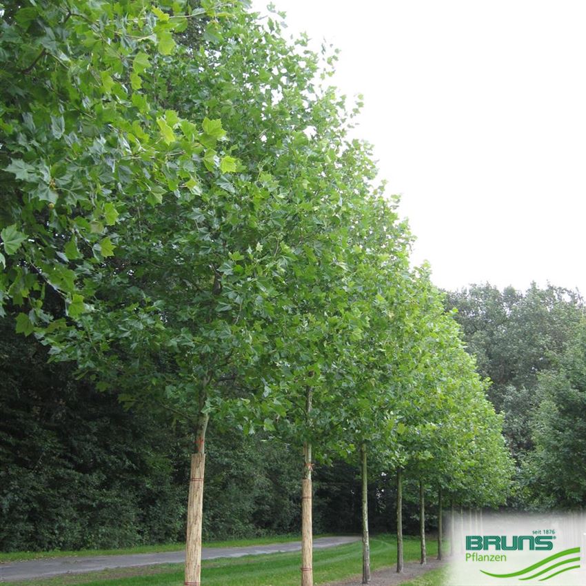 Platanus acerifolia, Ahornblättrige Platane von Bruns Pflanzen