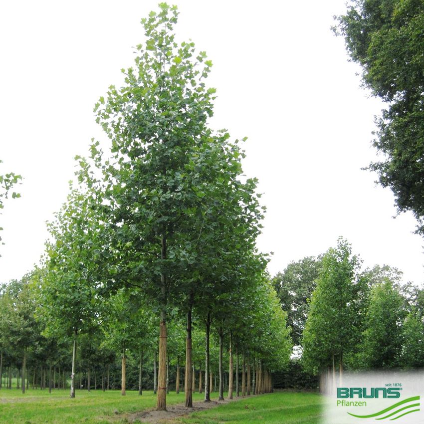 Platanus acerifolia, Ahornblättrige Platane von Bruns Pflanzen