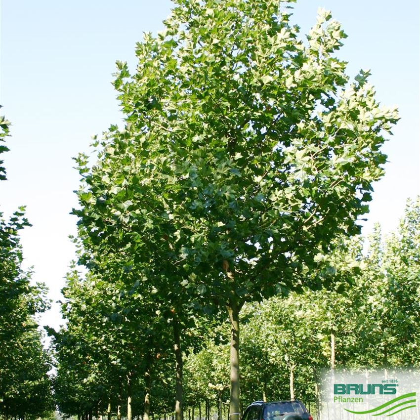 Platanus acerifolia, Ahornblättrige Platane von Bruns Pflanzen