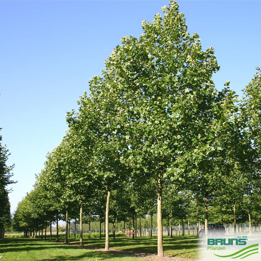 Platanus acerifolia, platane à feuilles d'érable von Bruns Pflanzen