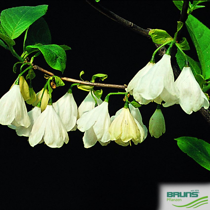 Halesia monticola, Mountain snowdrop tree von Bruns Pflanzen