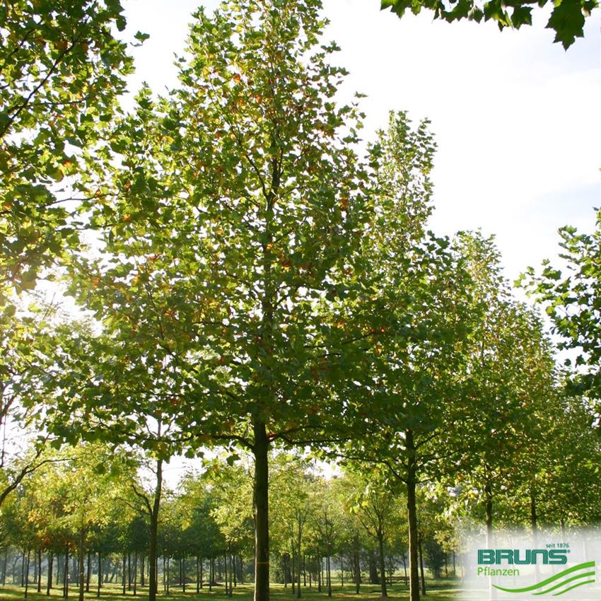 Platanus acerifolia, Ahornblättrige Platane von Bruns Pflanzen