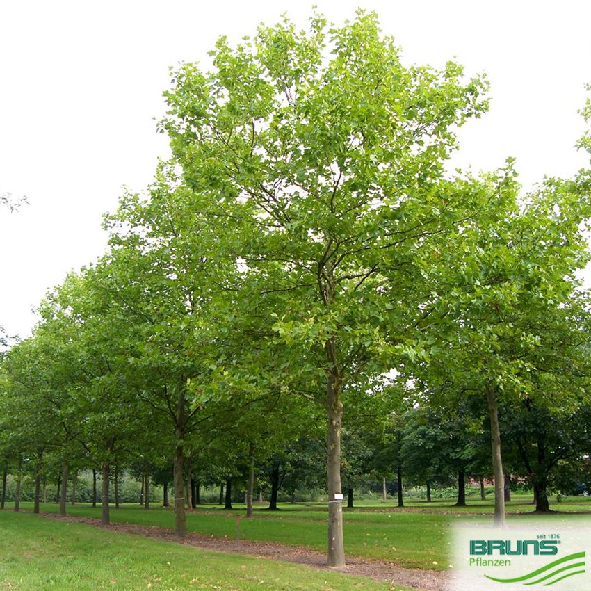 Platanus acerifolia, Ahornblättrige Platane von Bruns Pflanzen