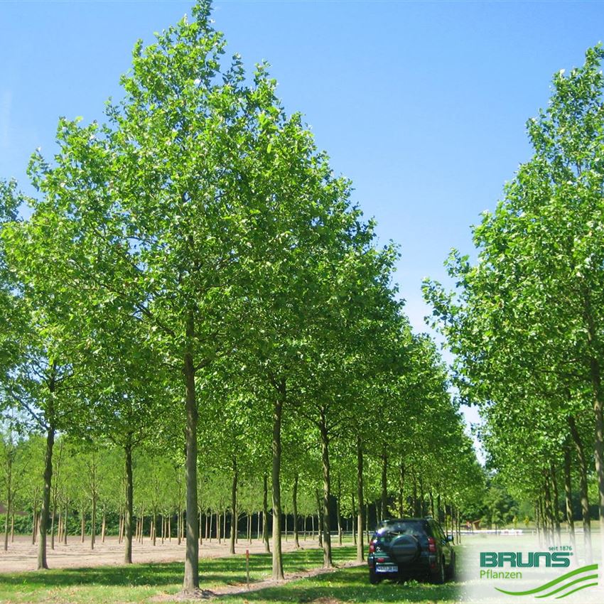 Platanus acerifolia, Ahornblättrige Platane von Bruns Pflanzen