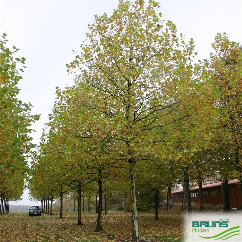 Platanus acerifolia, Ahornblättrige Platane von Bruns Pflanzen