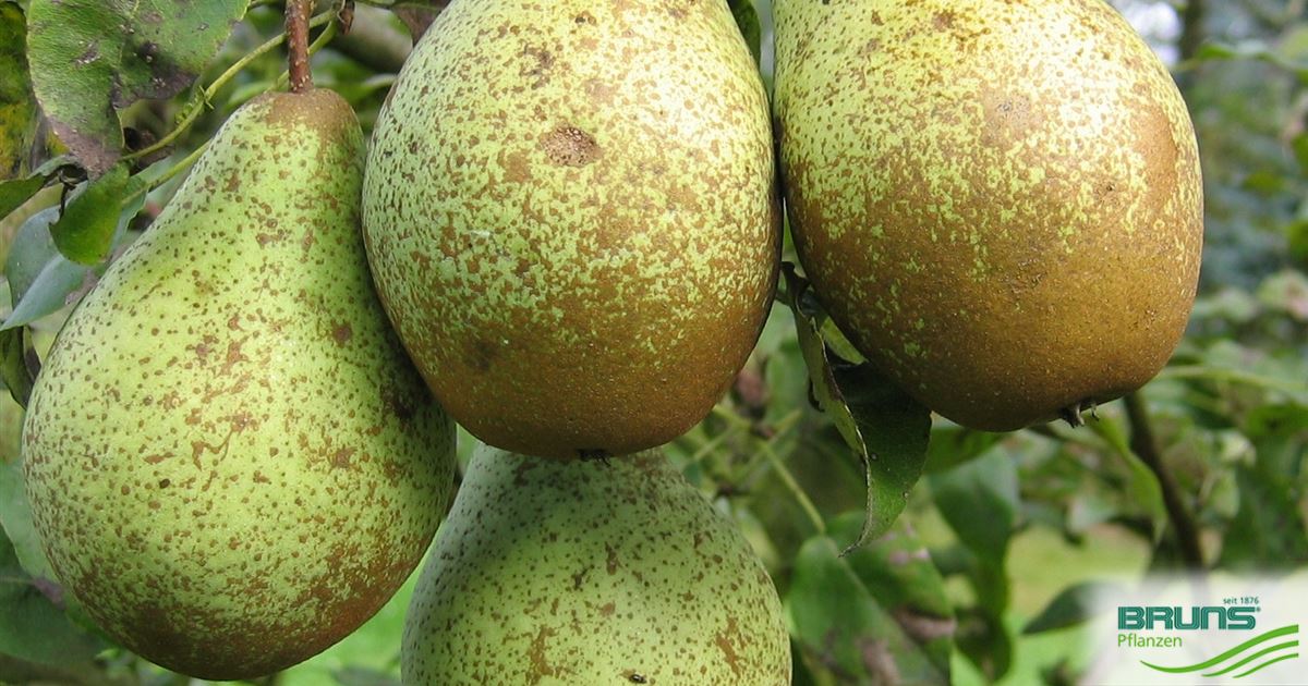 Pyrus communis 'Alexander Lucas' von Bruns Pflanzen