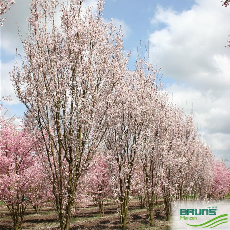 Prunus hillieri 'Spire' von Bruns Pflanzen